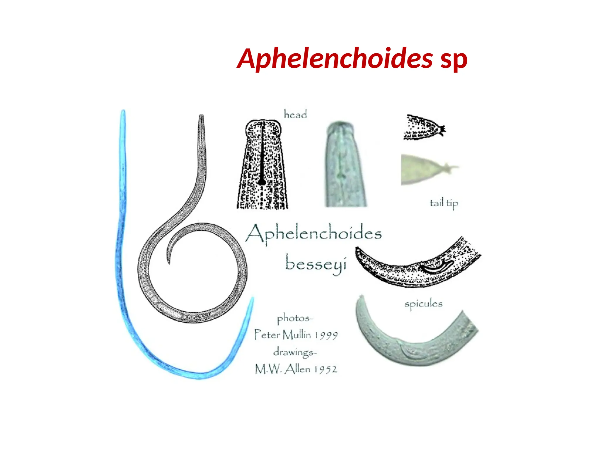 'classification of nematodes' varous classes | PPTX