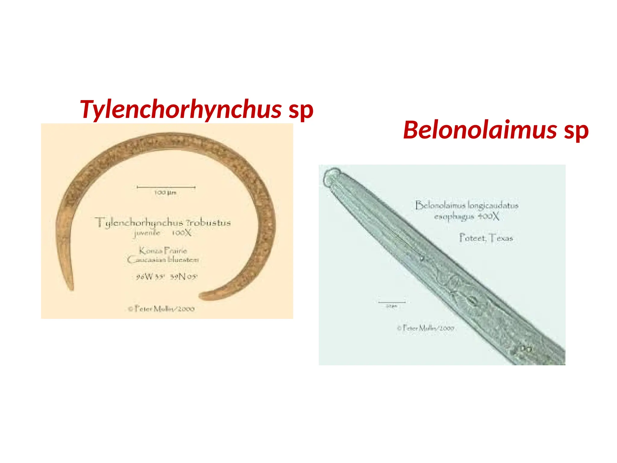 'classification of nematodes' varous classes | PPTX
