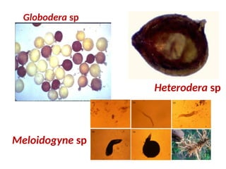 'classification of nematodes' varous classes | PPTX