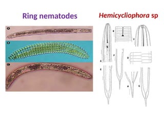 'classification of nematodes' varous classes | PPTX