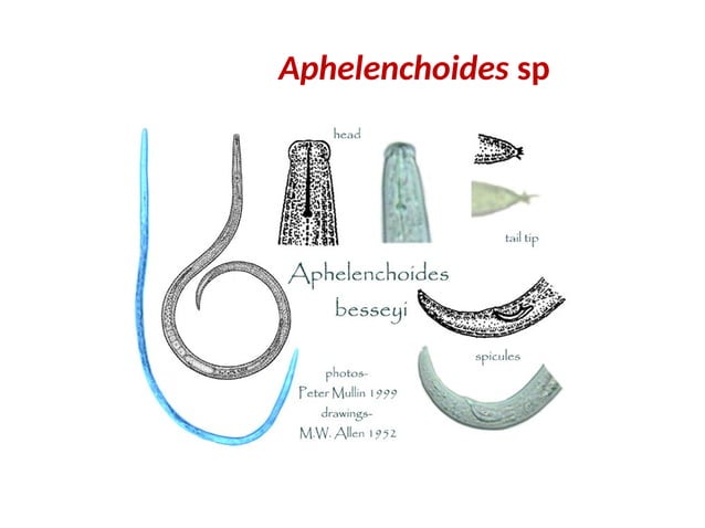 'classification of nematodes' varous classes | PPTX