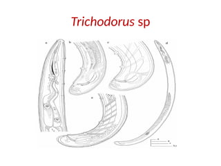'classification of nematodes' varous classes | PPTX
