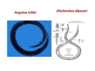 'classification of nematodes' varous classes | PPTX