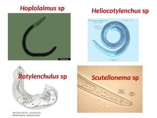 'classification of nematodes' varous classes | PPTX