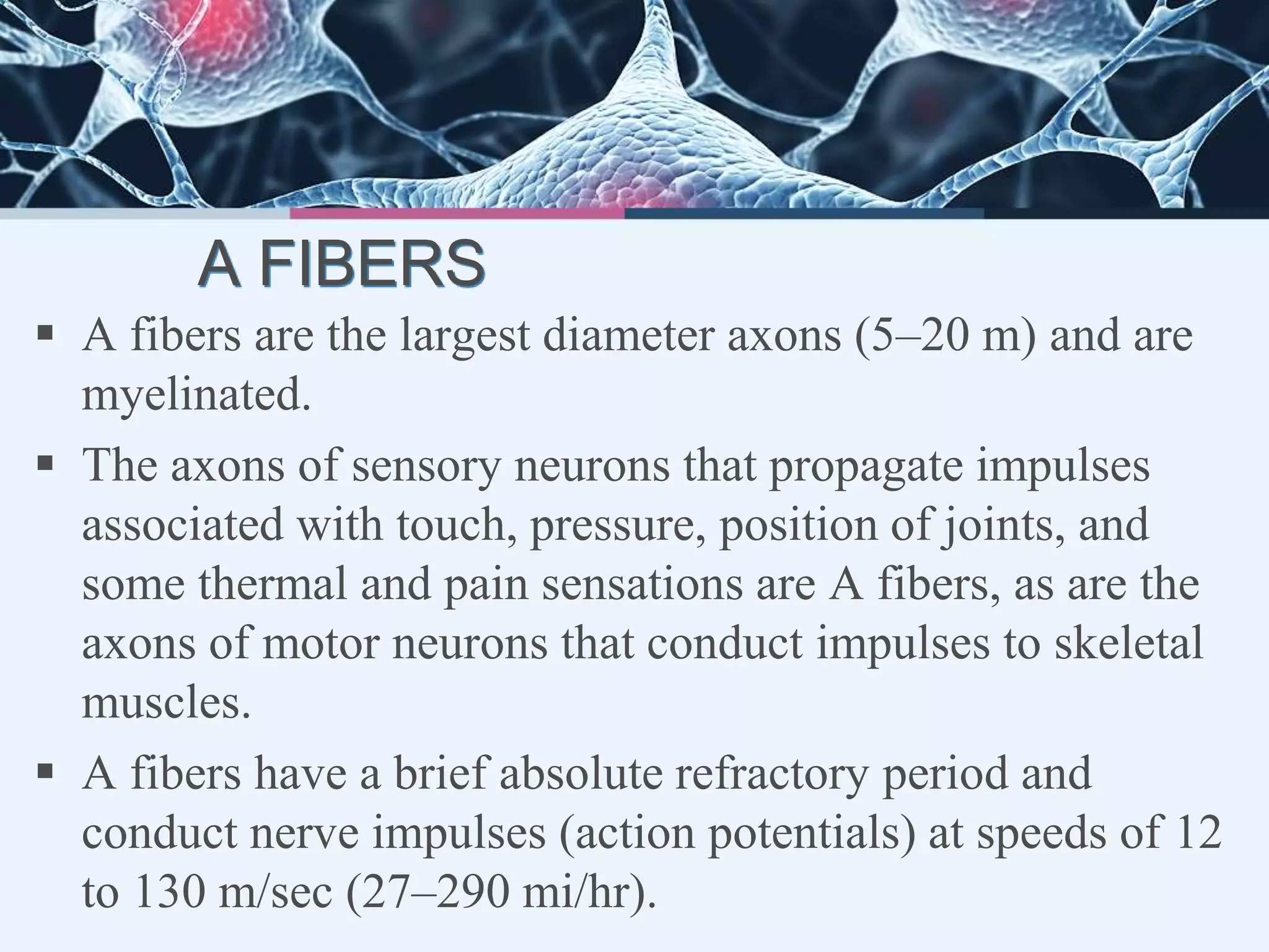 Classification of nerve fibres | PPTX
