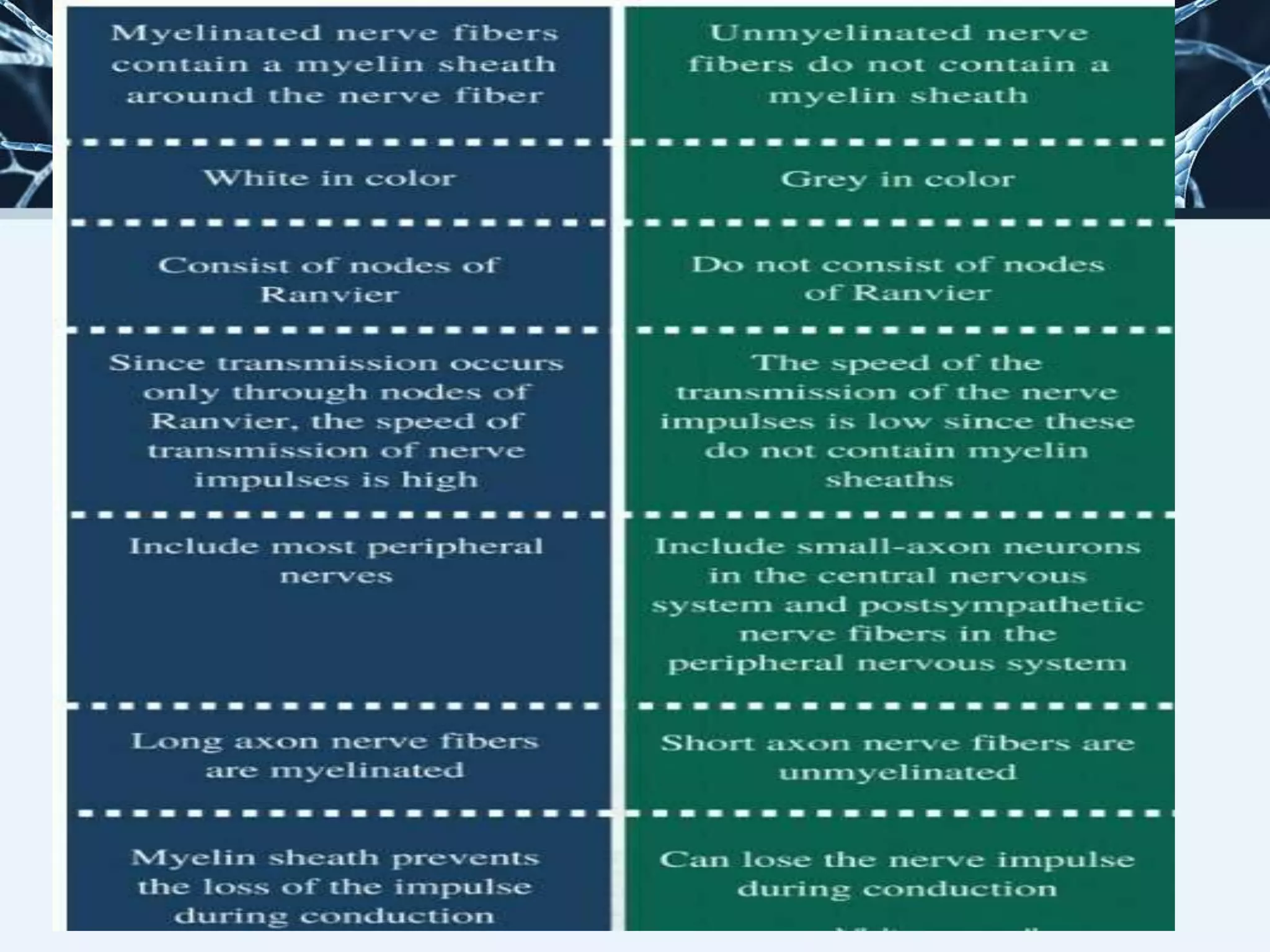Classification of nerve fibres | PPTX