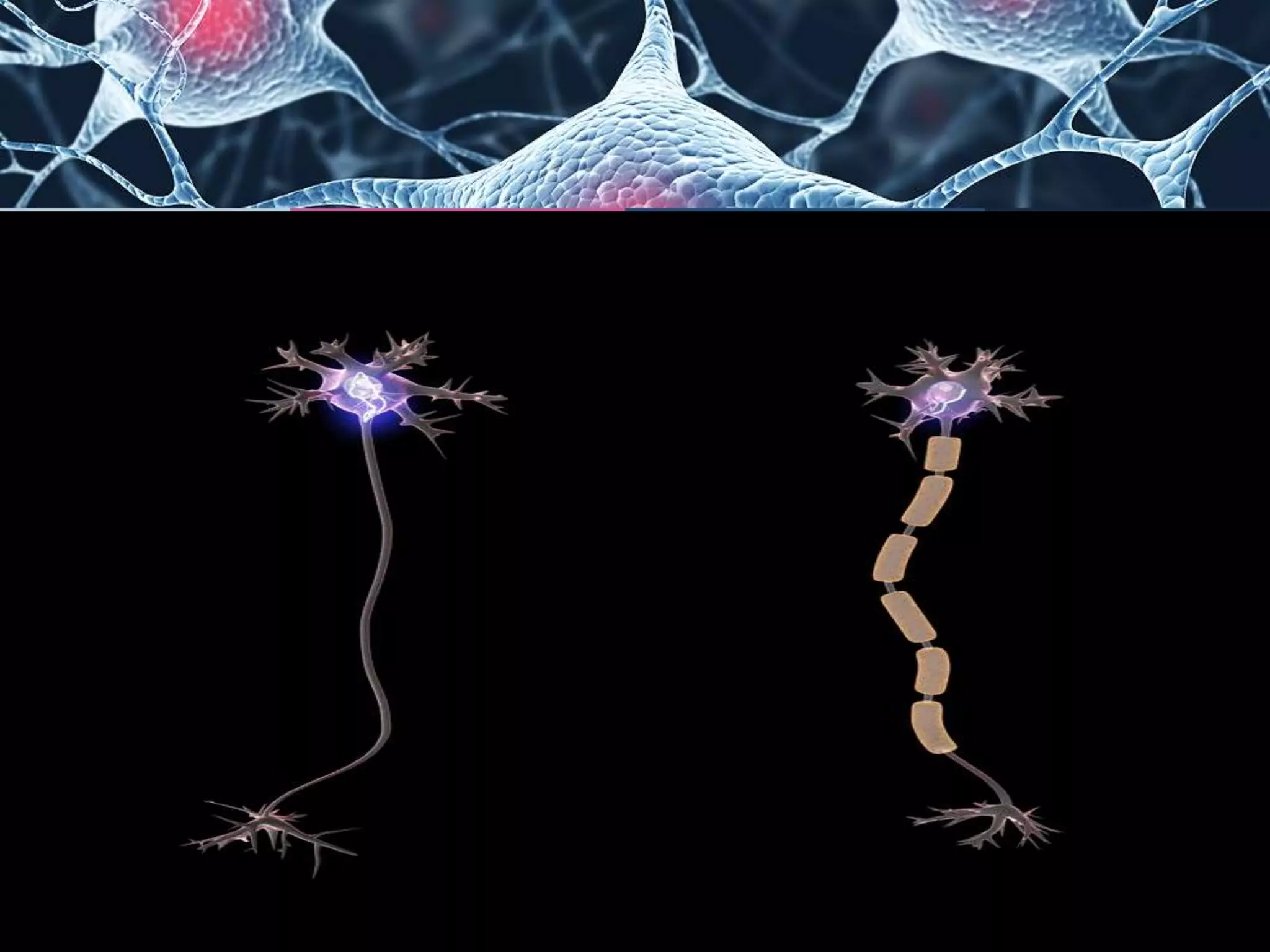 Classification of nerve fibres | PPTX