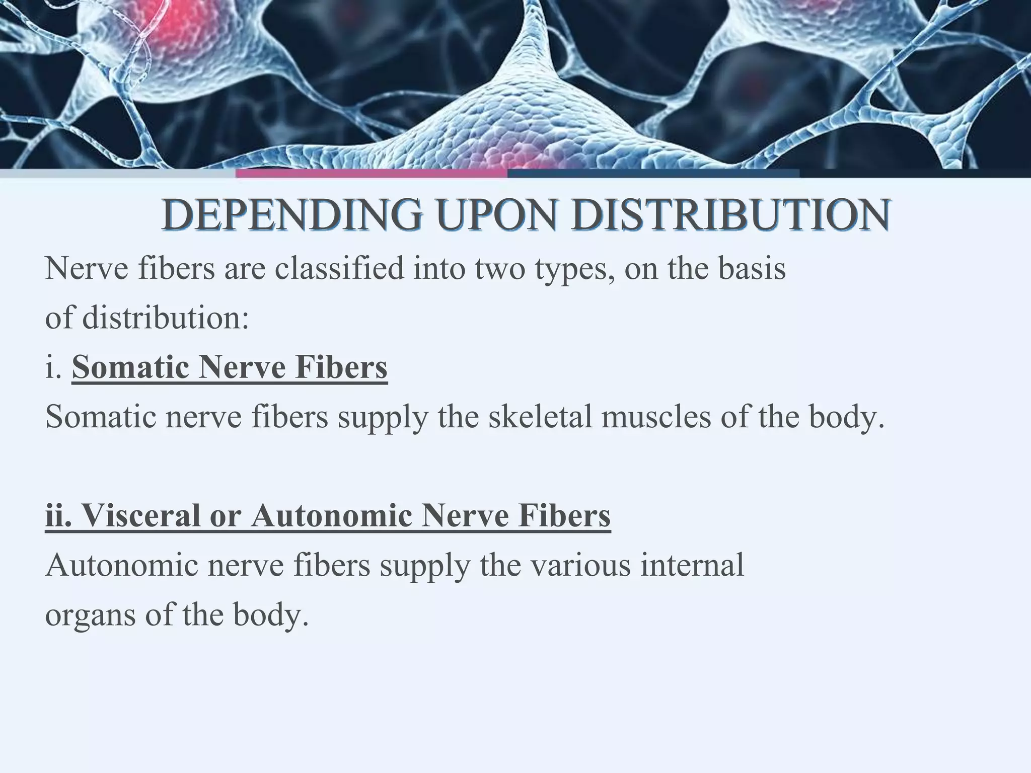 Classification of nerve fibres | PPTX