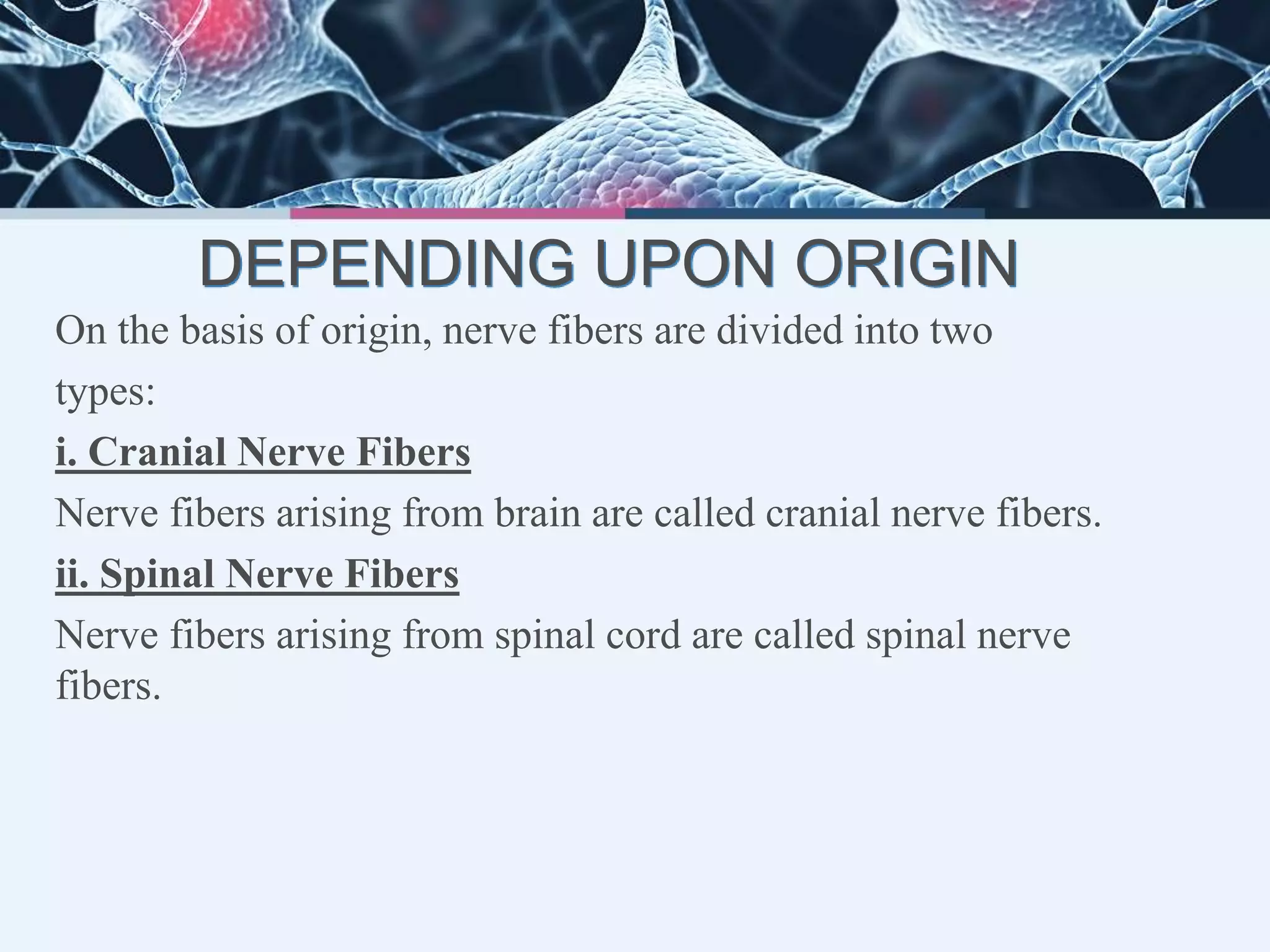 Classification of nerve fibres | PPTX