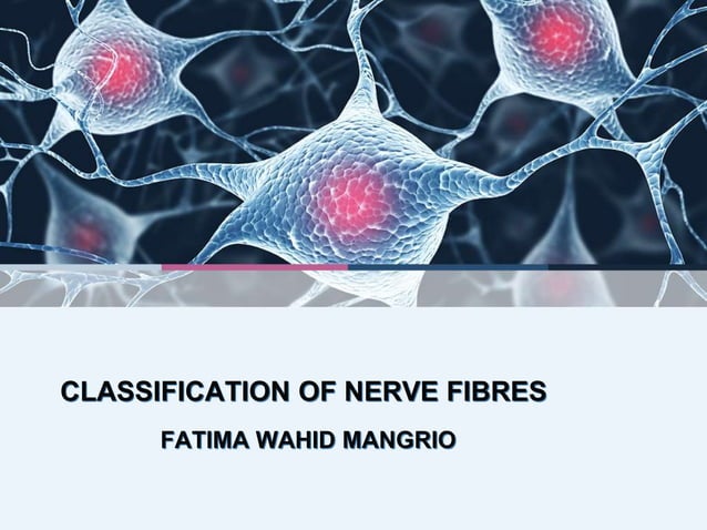 Classification of nerve fibres | PPTX | Brain and Nervous System ...