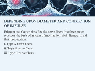 Classification of nerve fibres | PPTX