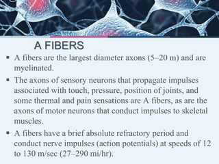 Classification of nerve fibres | PPTX