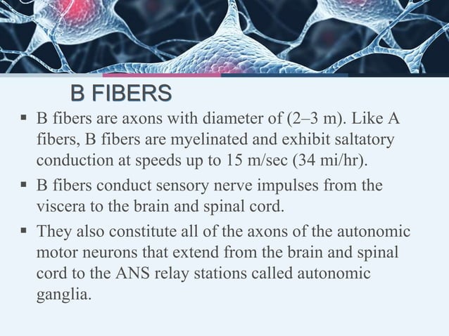 Classification of nerve fibres | PPTX | Brain and Nervous System ...