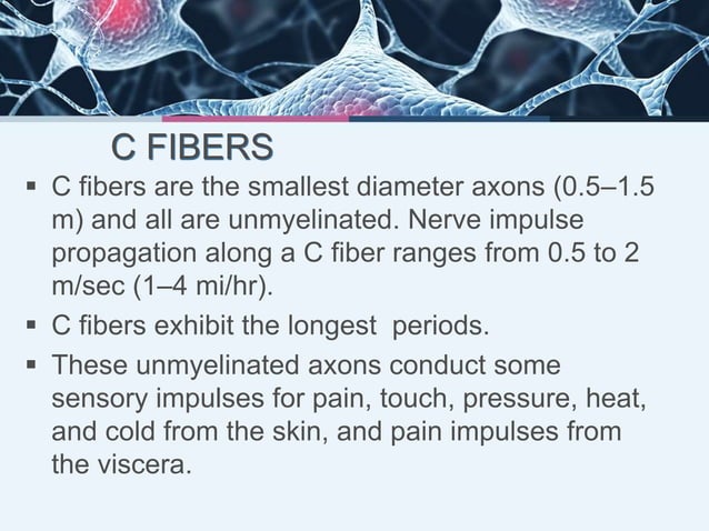 Classification of nerve fibres | PPTX | Brain and Nervous System ...