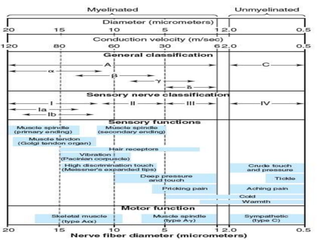 Classification of nerve fibres | PPTX | Brain and Nervous System ...