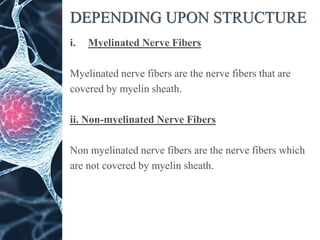 Classification of nerve fibres | PPTX