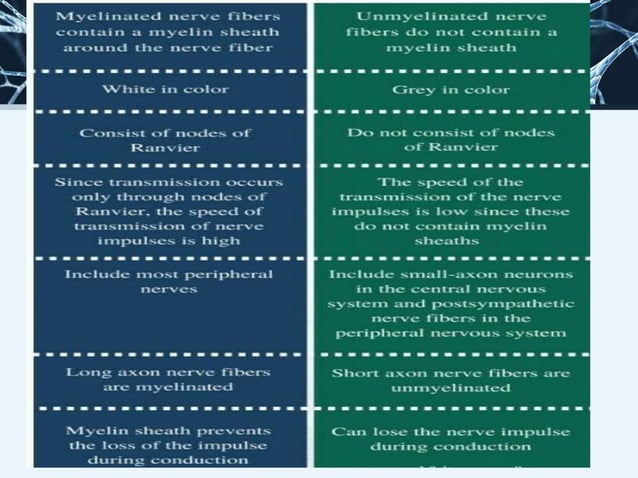 Classification of nerve fibres | PPTX | Brain and Nervous System ...