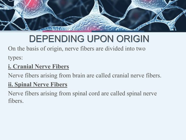 Classification of nerve fibres | PPTX | Brain and Nervous System ...