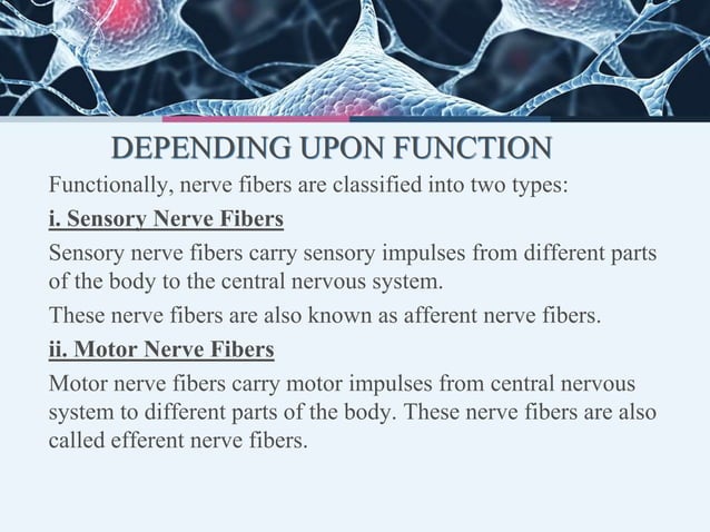 Classification of nerve fibres | PPTX | Brain and Nervous System ...
