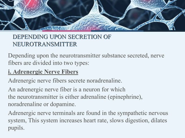 Classification of nerve fibres | PPTX | Brain and Nervous System ...
