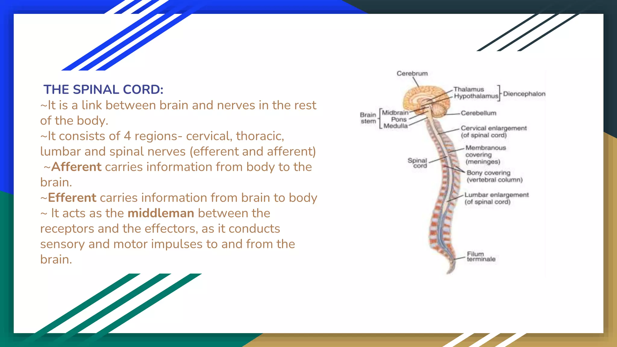 Classification of Nervous System | PPTX