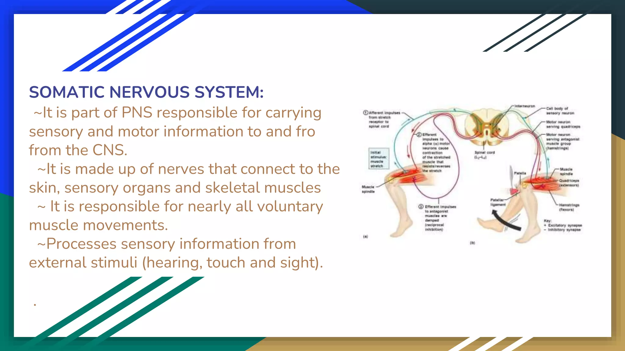 Classification of Nervous System | PPTX