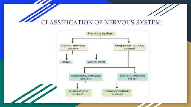 Classification of Nervous System | PPTX