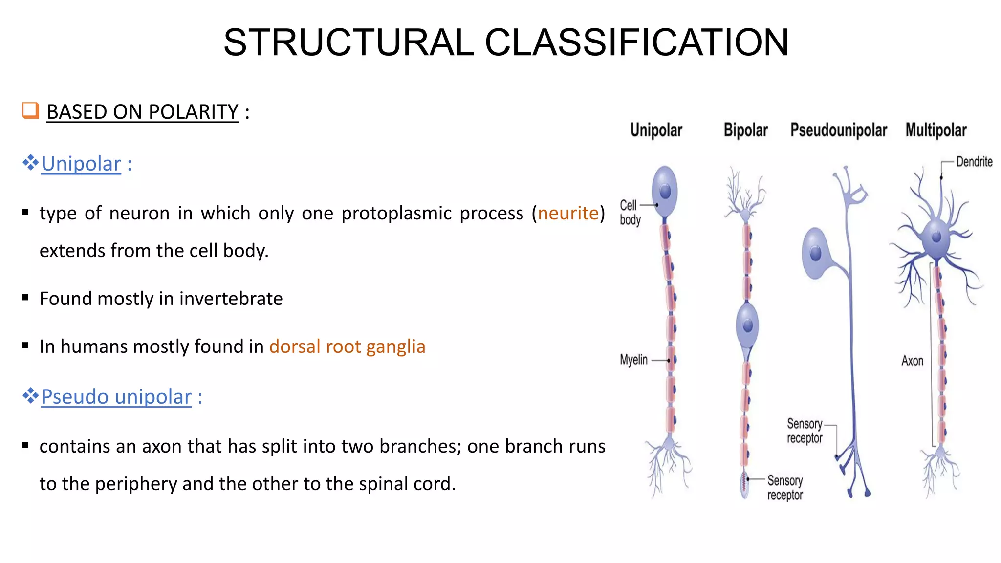 Classification of nervous system | PDF
