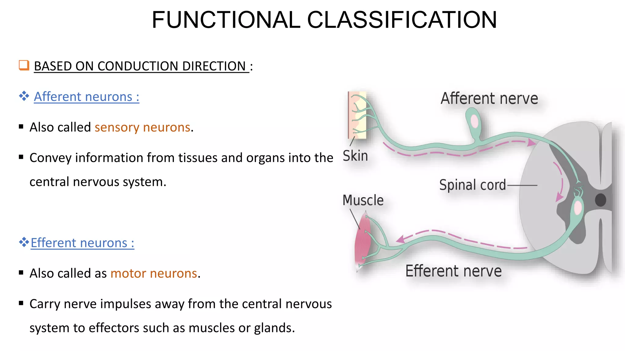 Classification of nervous system | PDF