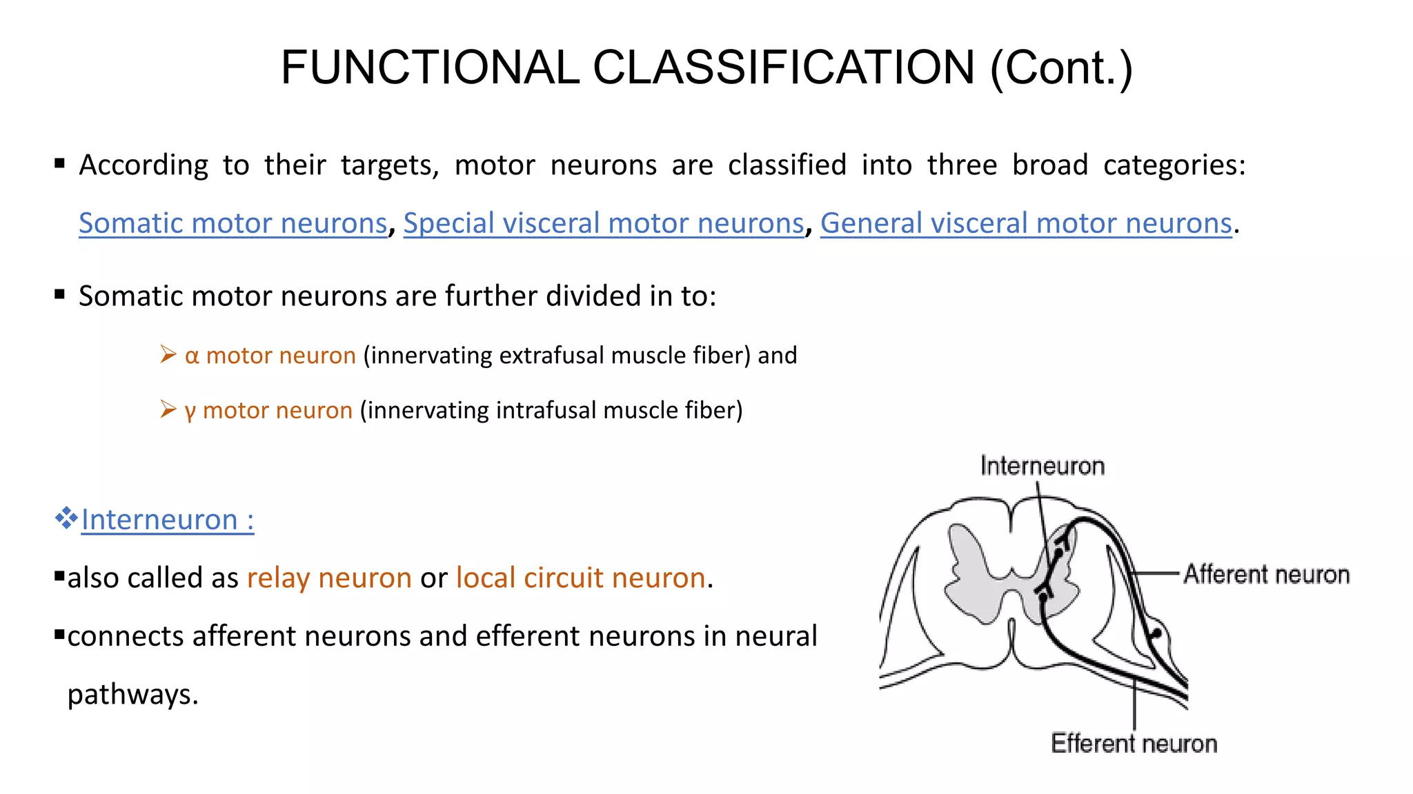 Classification of nervous system | PDF