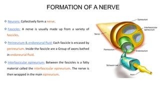 Classification of nervous system | PDF
