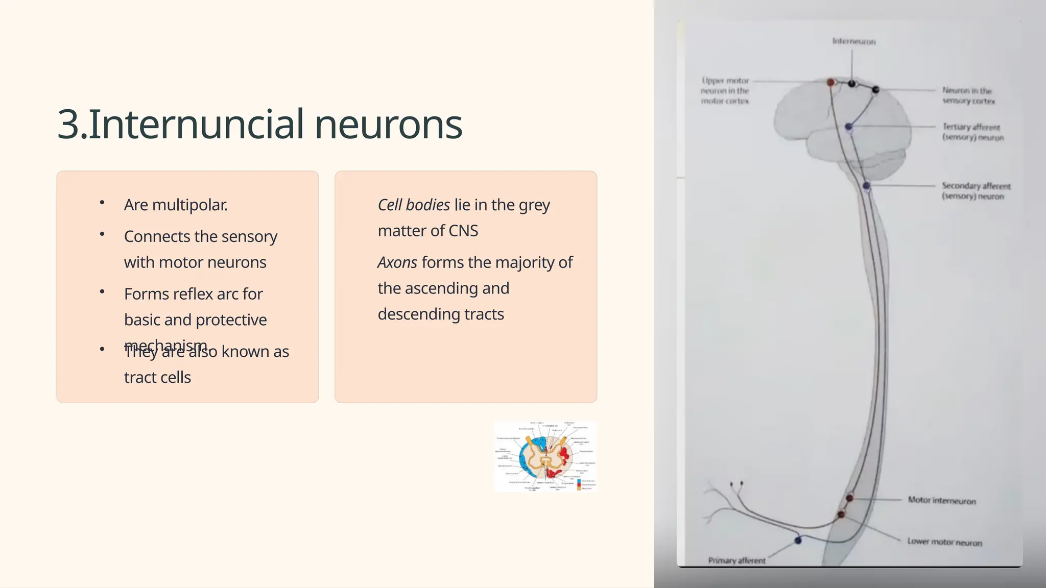 CLASSIFICATION OF NEURONS: in-depth overview of the Classification of Neurons | PPTX