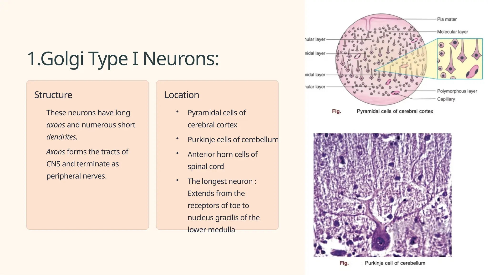 CLASSIFICATION OF NEURONS: in-depth overview of the Classification of Neurons | PPT
