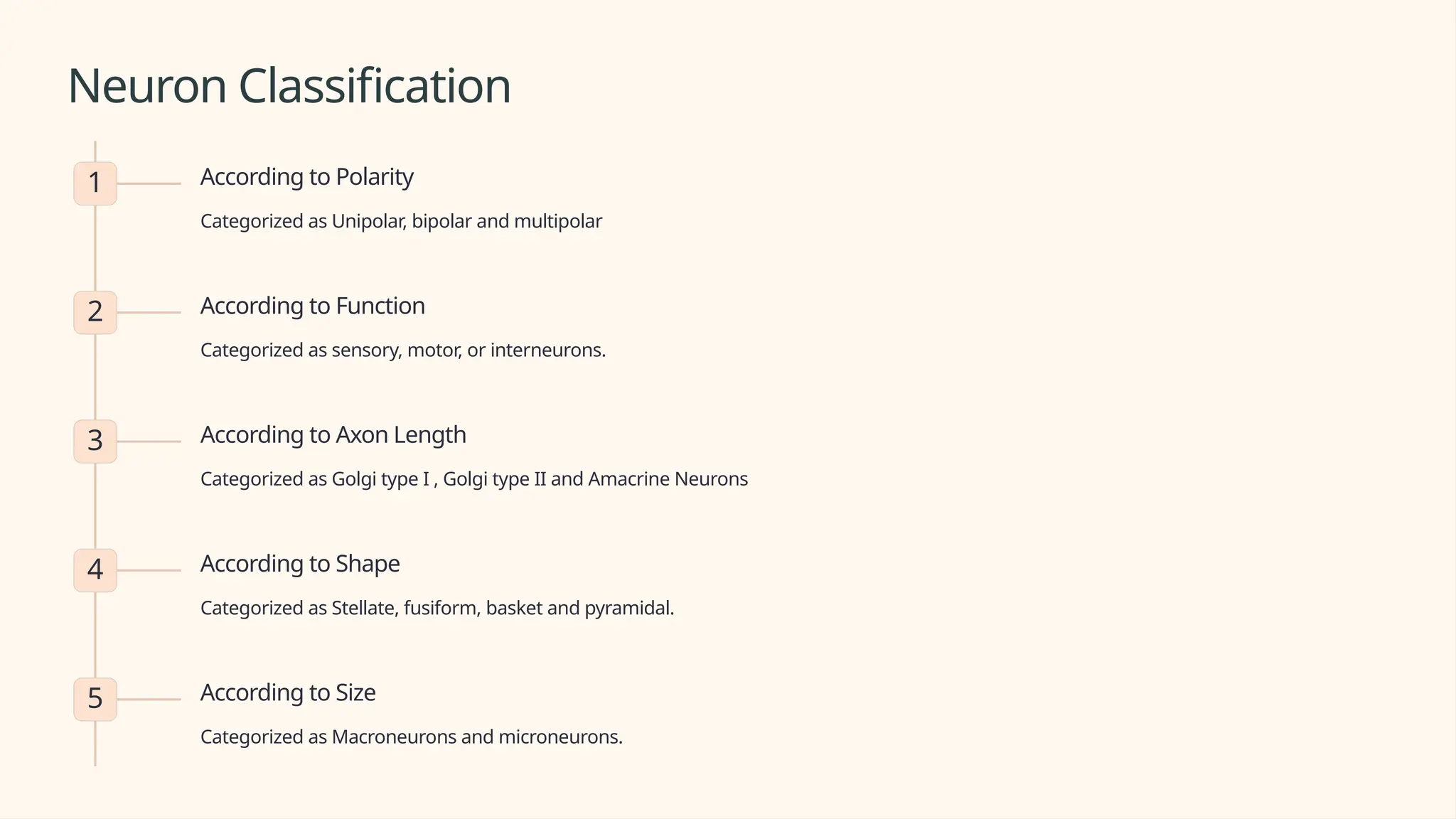 CLASSIFICATION OF NEURONS: in-depth overview of the Classification of ...