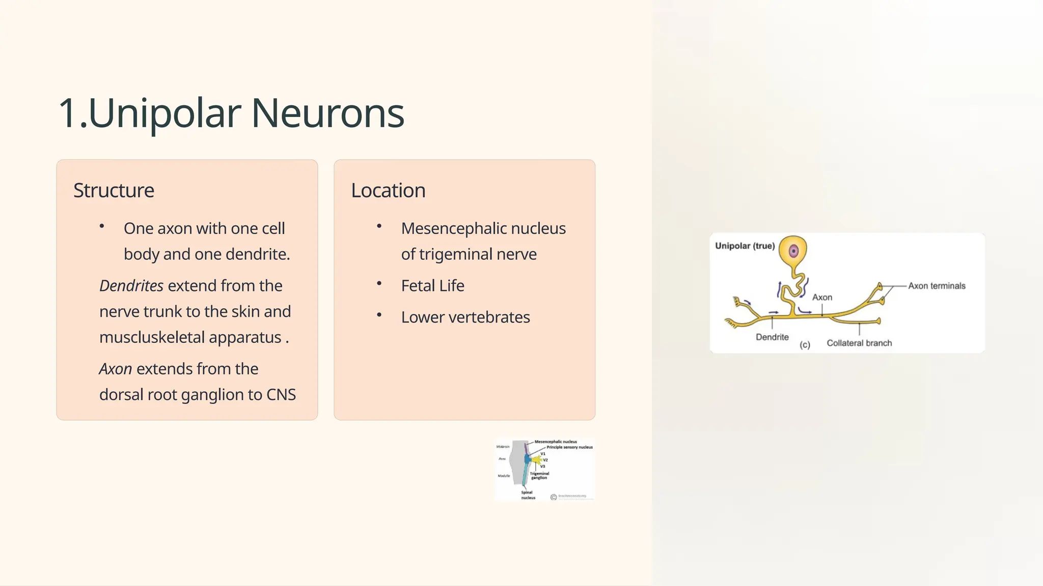 CLASSIFICATION OF NEURONS: in-depth overview of the Classification of Neurons | PPTX