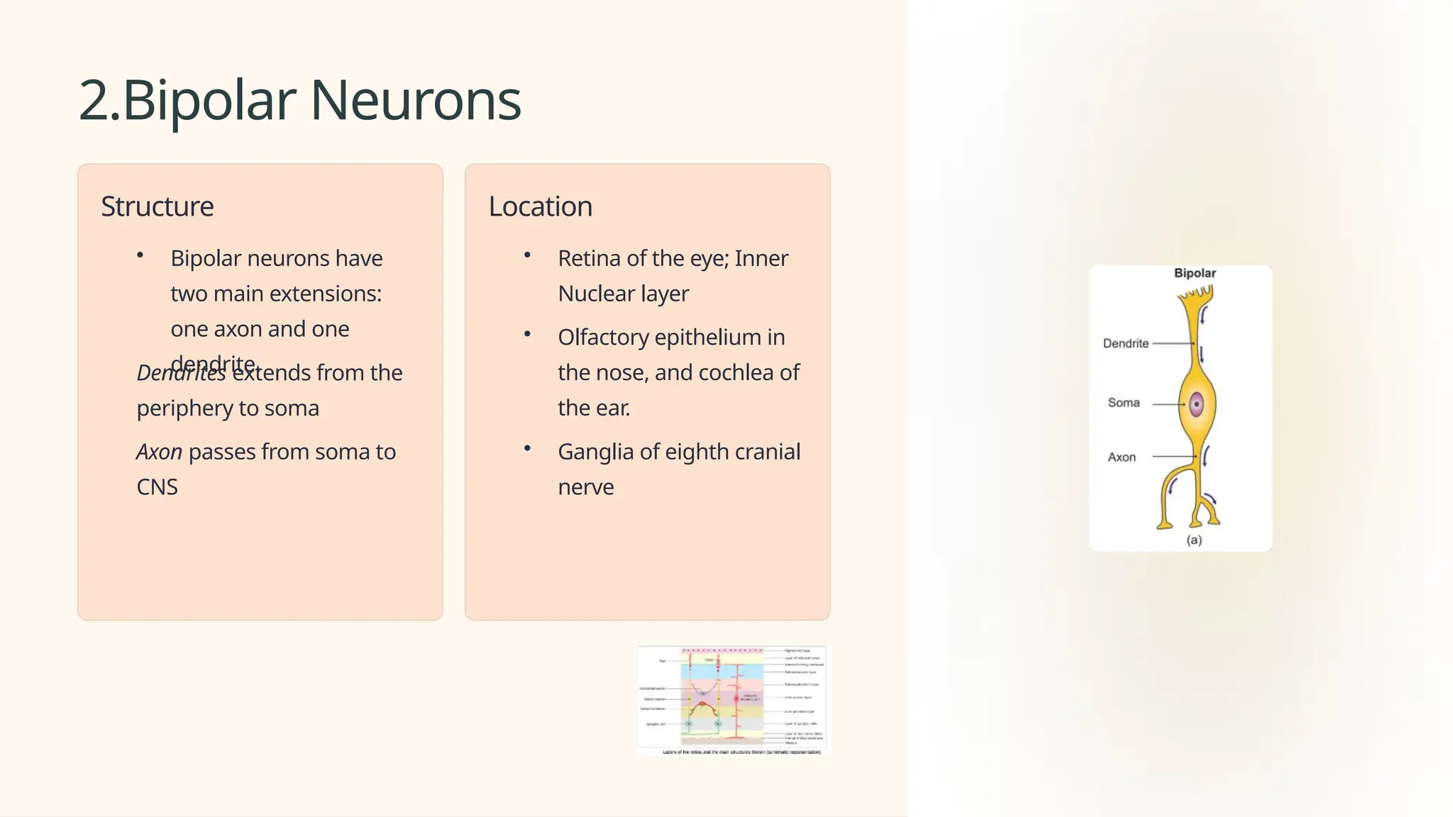CLASSIFICATION OF NEURONS: in-depth overview of the Classification of Neurons | PPTX