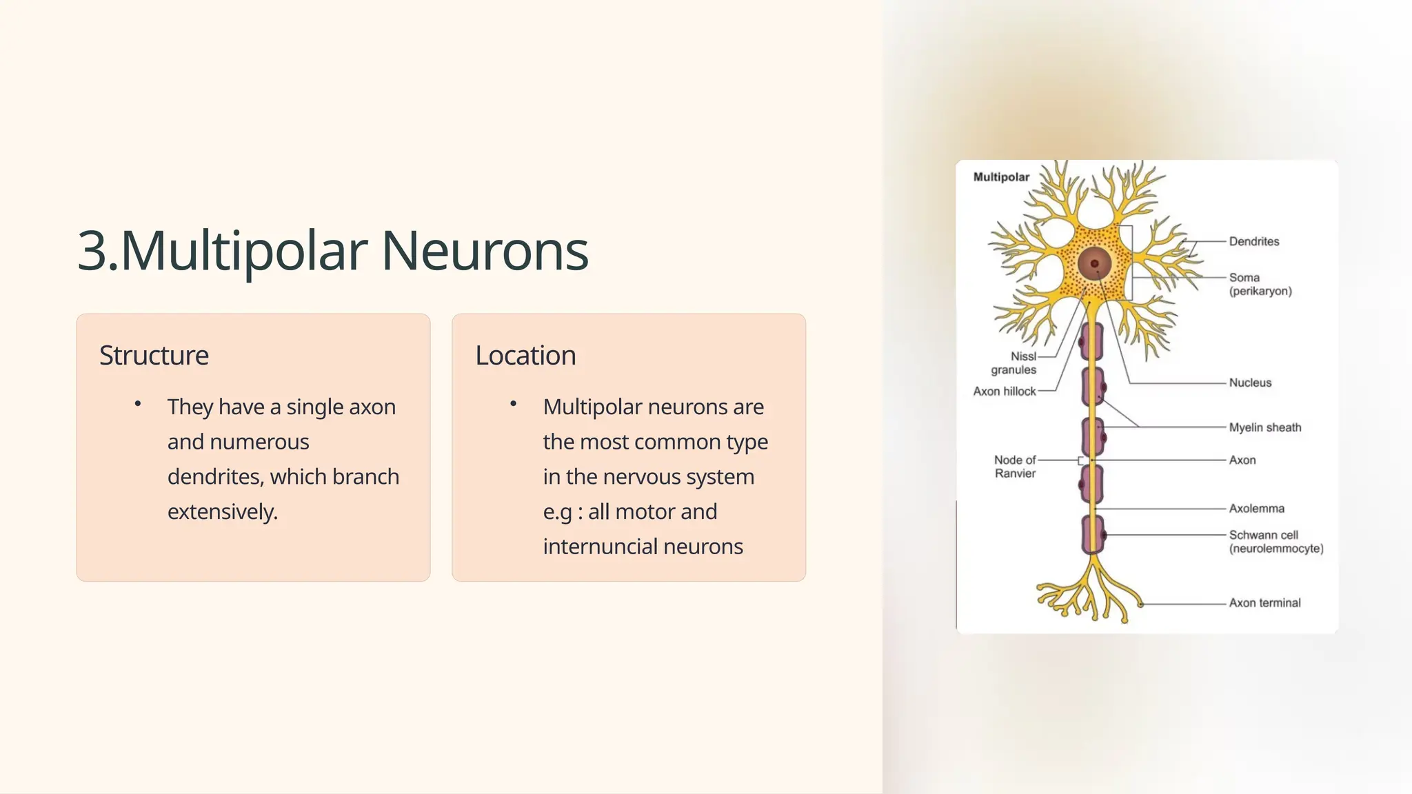 CLASSIFICATION OF NEURONS: in-depth overview of the Classification of Neurons | PPTX