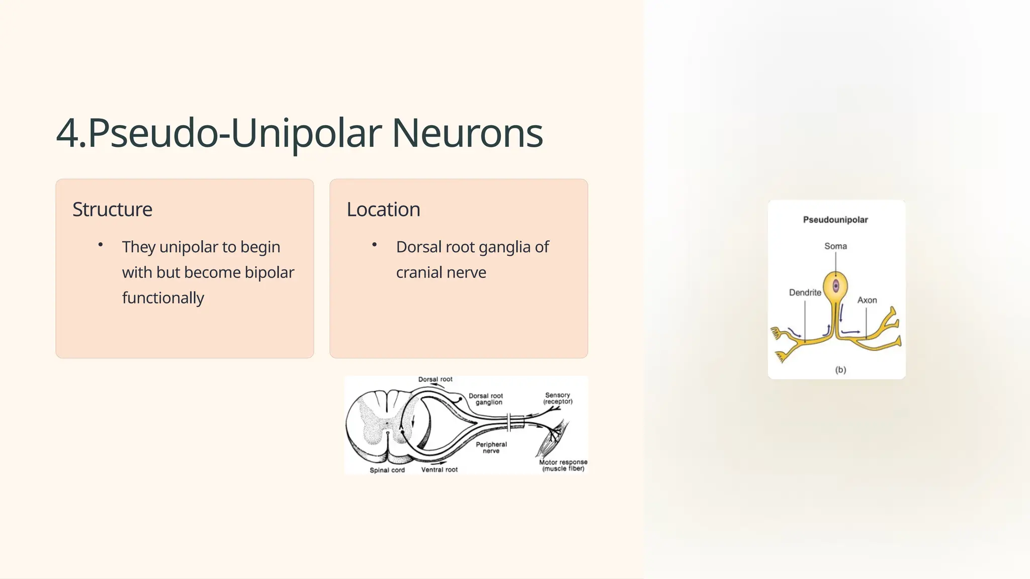 CLASSIFICATION OF NEURONS: in-depth overview of the Classification of Neurons | PPTX