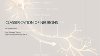 CLASSIFICATION OF NEURONS: in-depth overview of the Classification of ...