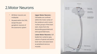 CLASSIFICATION OF NEURONS: in-depth overview of the Classification of ...