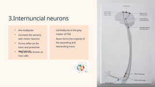 CLASSIFICATION OF NEURONS: in-depth overview of the Classification of ...