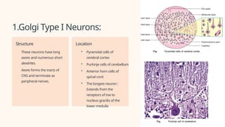 CLASSIFICATION OF NEURONS: in-depth overview of the Classification of ...