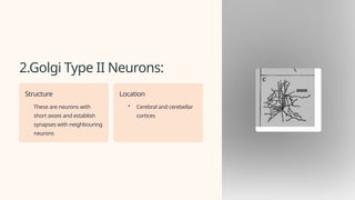 CLASSIFICATION OF NEURONS: in-depth overview of the Classification of ...