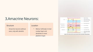 CLASSIFICATION OF NEURONS: in-depth overview of the Classification of Neurons | PPTX