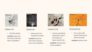 CLASSIFICATION OF NEURONS: in-depth overview of the Classification of ...