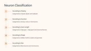 CLASSIFICATION OF NEURONS: in-depth overview of the Classification of Neurons | PPT
