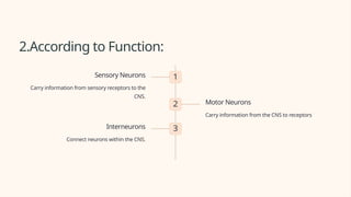 CLASSIFICATION OF NEURONS: in-depth overview of the Classification of Neurons | PPTX