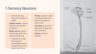 CLASSIFICATION OF NEURONS: in-depth overview of the Classification of ...