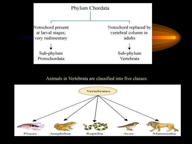 Classification of non chordata (invetebrate) | PPTX | Reptiles | Pets