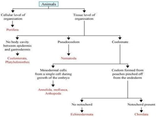 Classification of non chordata (invetebrate) | PPT